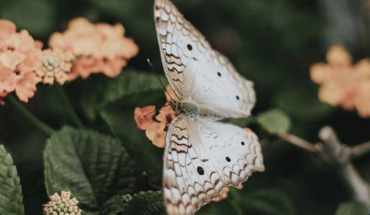 Les Rites de Passage - Une voie initiatique de transformation et de ...